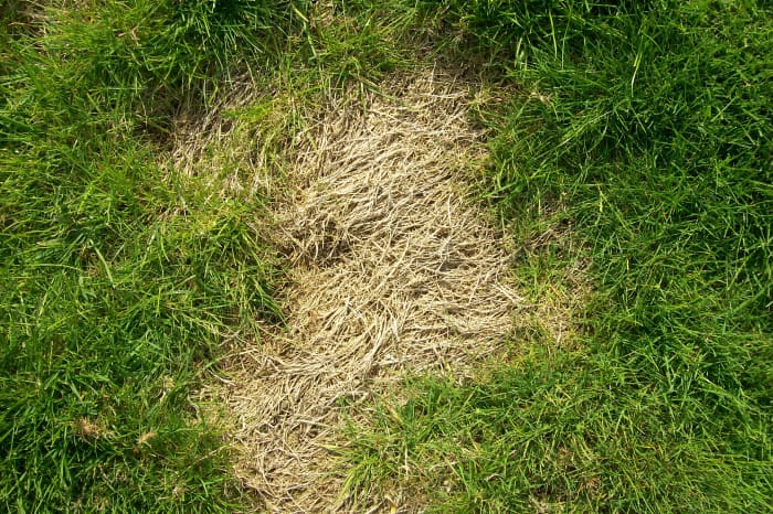 Lawn Grubs: How to Identify, Get Rid of, and Prevent Them - Dengarden