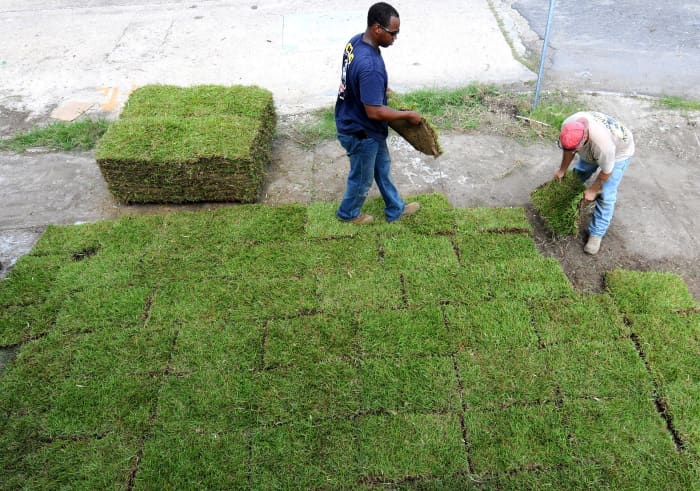 A Simple Guide to Laying Sod (With Video Tutorials) - Dengarden