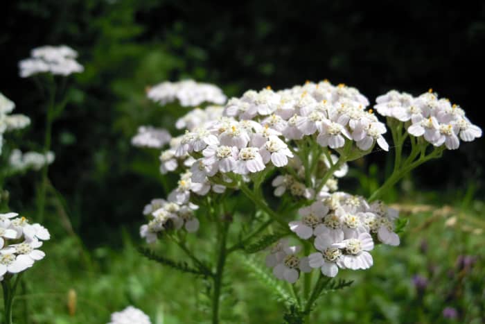 Why Every Serious Gardener Needs to Plant Yarrow - Dengarden