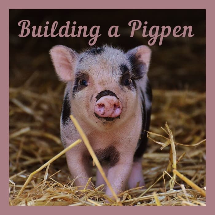 How to Build a Pigpen: Essential Elements of Hog Pens - Dengarden