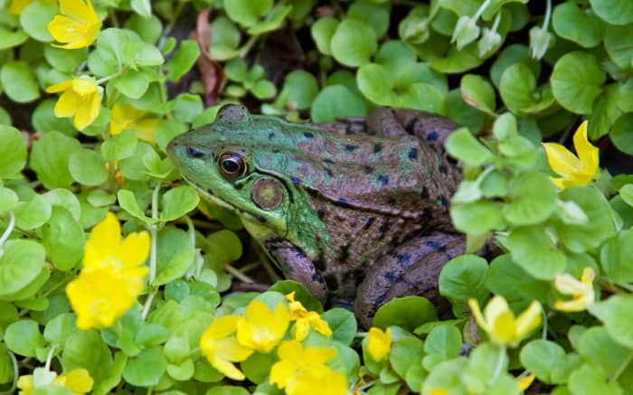 How to Attract Frogs and Toads to Your Garden - Dengarden
