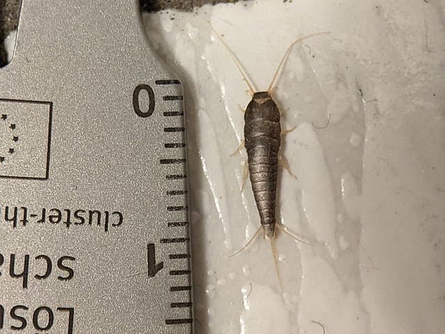 How to Get Rid of Ants, Bedbugs, Fleas, and Silverfish in Your Home ...