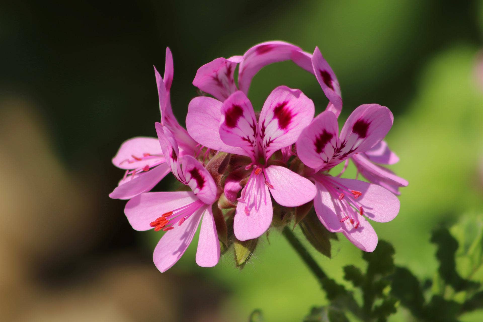 The Benefits and Uses of Geranium Pelargonium in Your Garden and Home ...