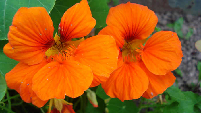 Vibrant Orange Flower Varieties: Names, Types, and Pictures - Dengarden