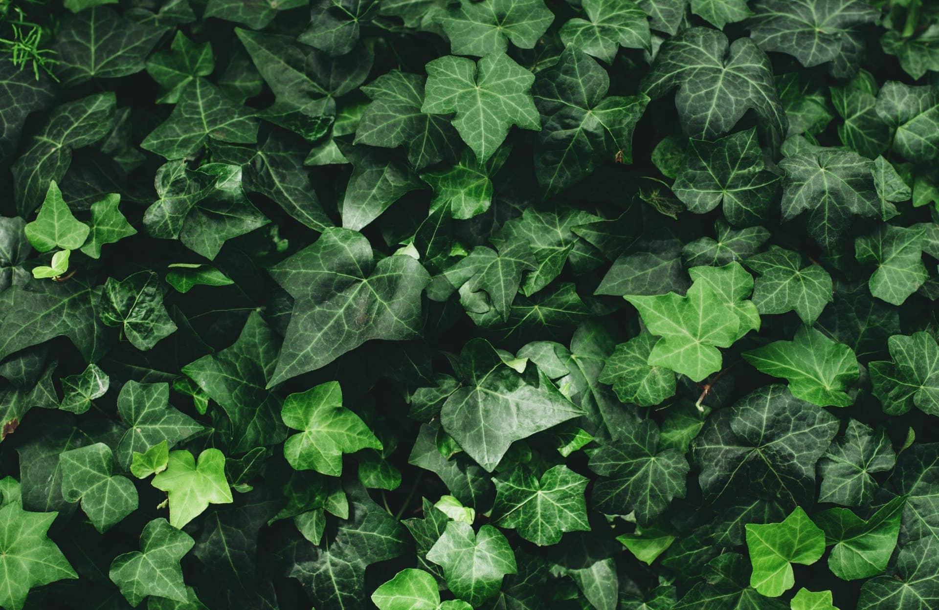 English Ivy Facts, Uses, and Problems - Dengarden