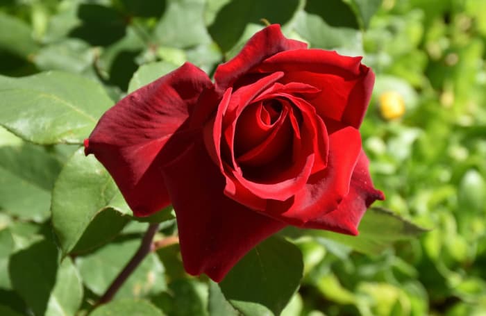 100 Different Types of Roses - Dengarden