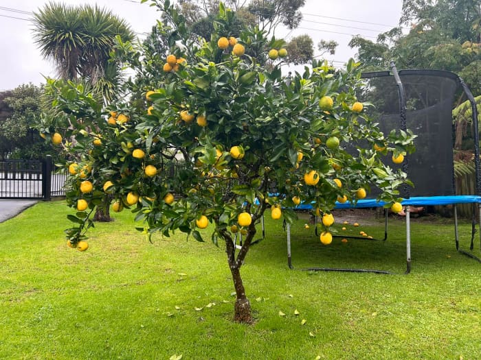 Florida Gardener's Lemon Tree Grows Like a Weed and People Are Baffled ...