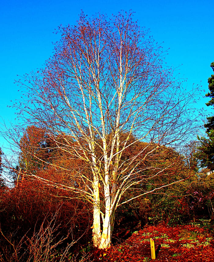 7 Types of Trees With White Bark - Dengarden
