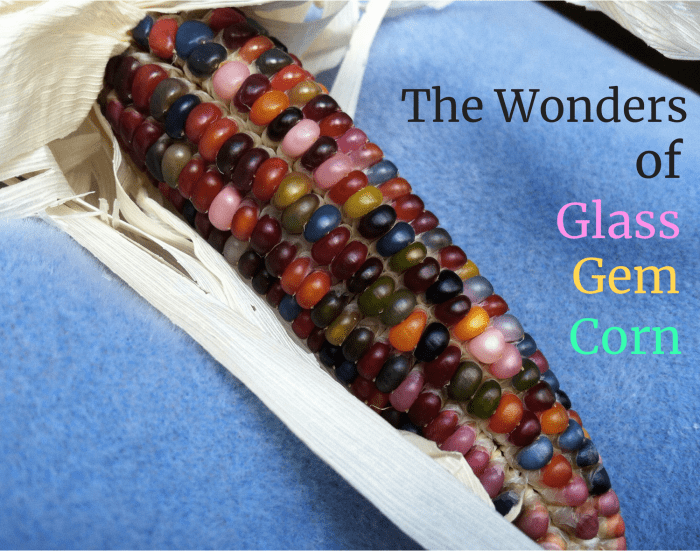 Glass Gem Corn: The Star of the Heirloom Seed Varieties - Dengarden