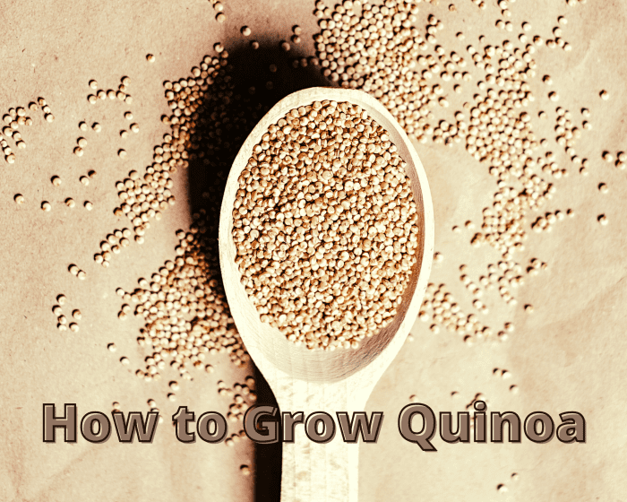 Garden Tips From the Micro Farm Project: How to Grow Quinoa - Dengarden