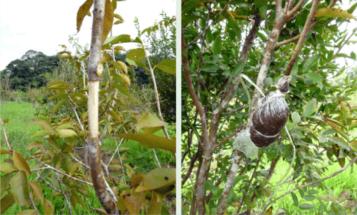 Air Layering: A Step-by-Step Guide - Dengarden