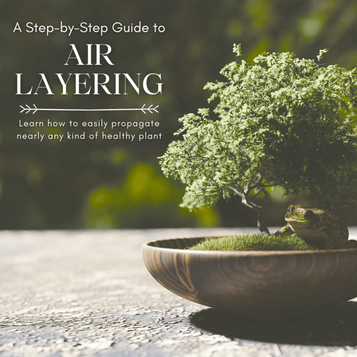 Air Layering: A Step-by-Step Guide - Dengarden