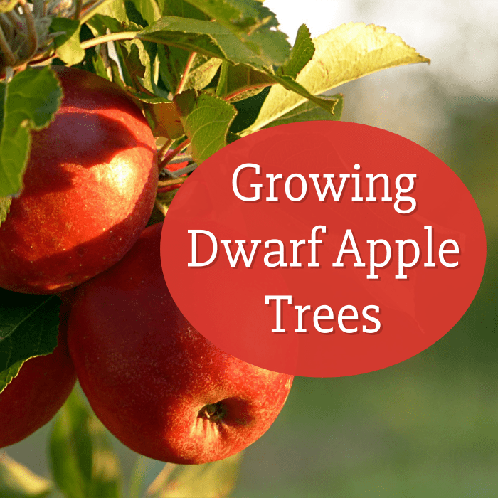 How to Grow a Dwarf Apple Tree - Dengarden