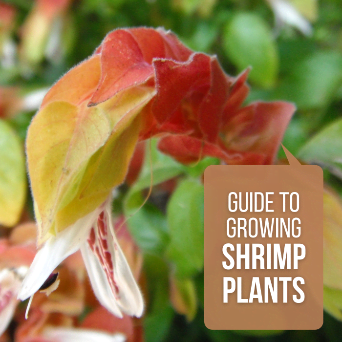 How to Grow and Care for Shrimp Plants (Beloperone Guttata) - Dengarden