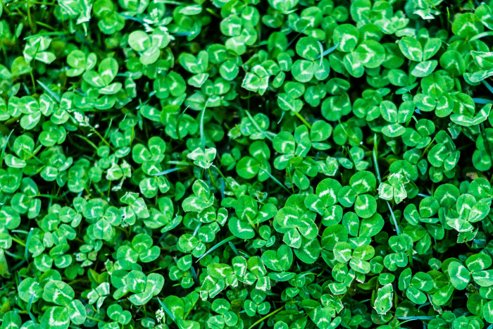 A Guide to Clover Lawns: Pros, Cons, and Tips for Care - Dengarden