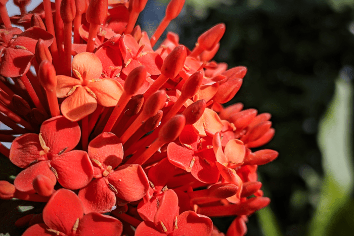 Ixora Facts and Growing Tips - Dengarden