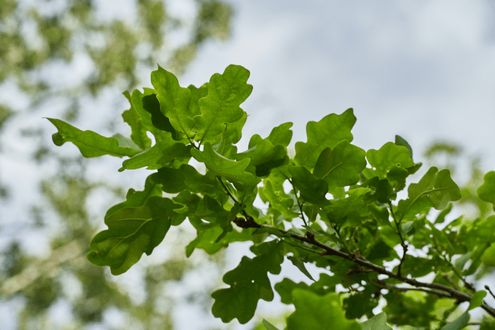 The 5 Fastest-Growing Oak Trees - Dengarden