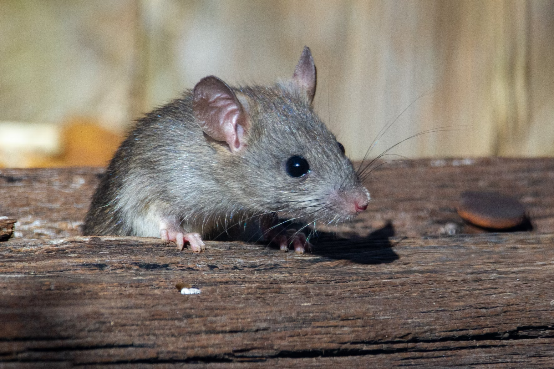 How to Get Rid of Rats Under a Deck - Dengarden