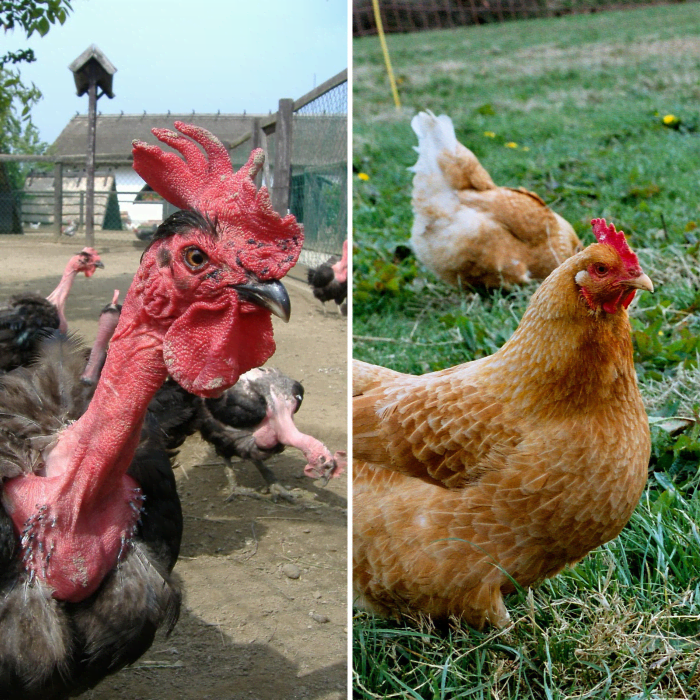 Advantages and Disadvantages of Featherless (Naked) Chickens - Dengarden
