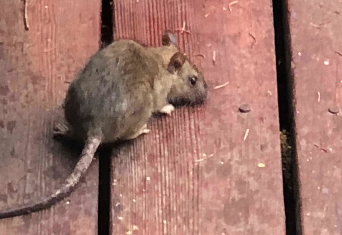 How to Kill Rats, Inside and Outside - Dengarden