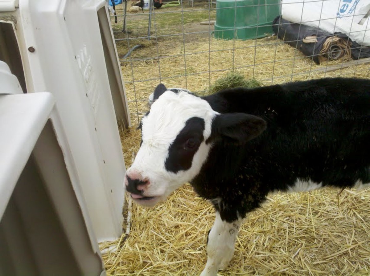 Best Bottle Calf Recipe to Treat Scours - Dengarden