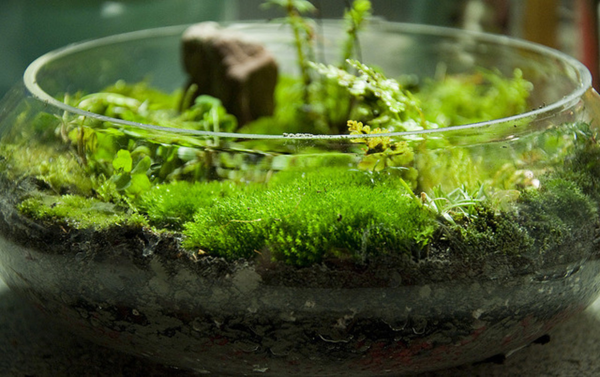 How to Grow and Keep Moss Alive - Dengarden