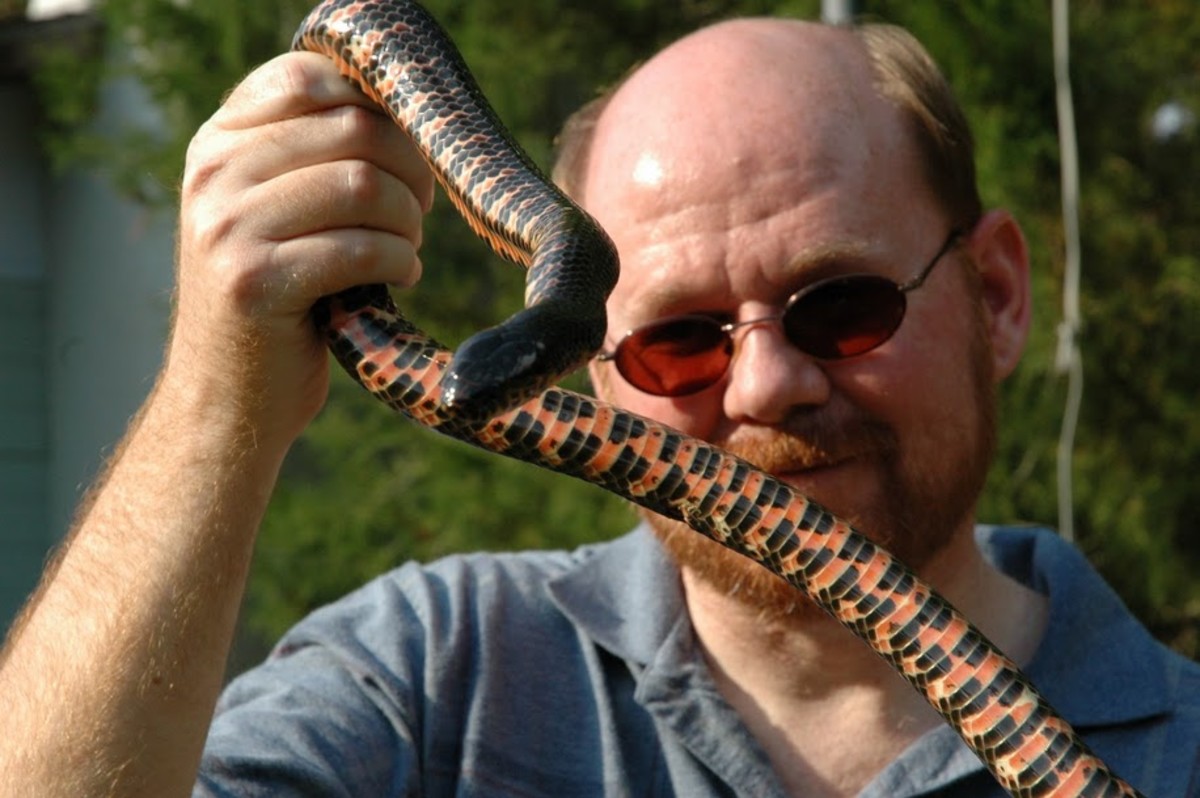 How to Find Snakes on Your Property - Dengarden