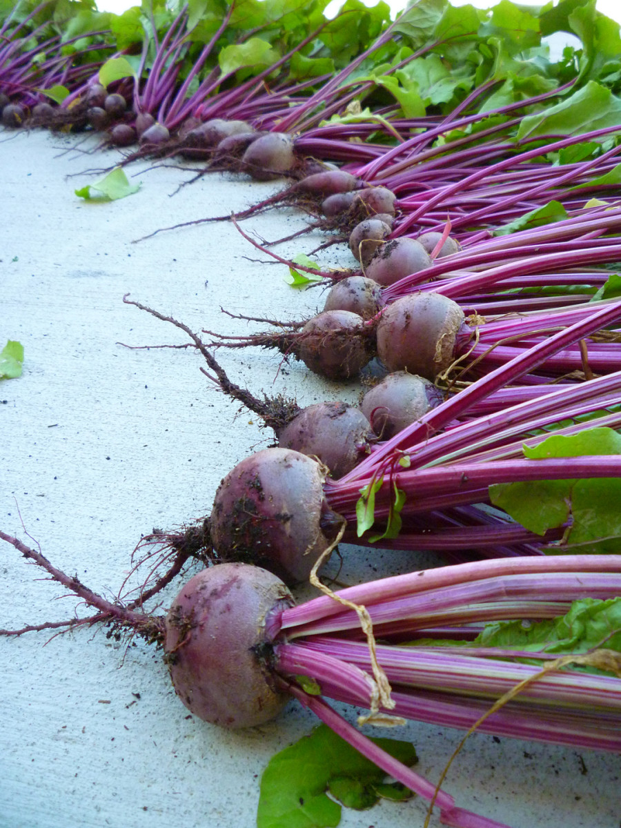 How to Grow Beets in a Container - Dengarden