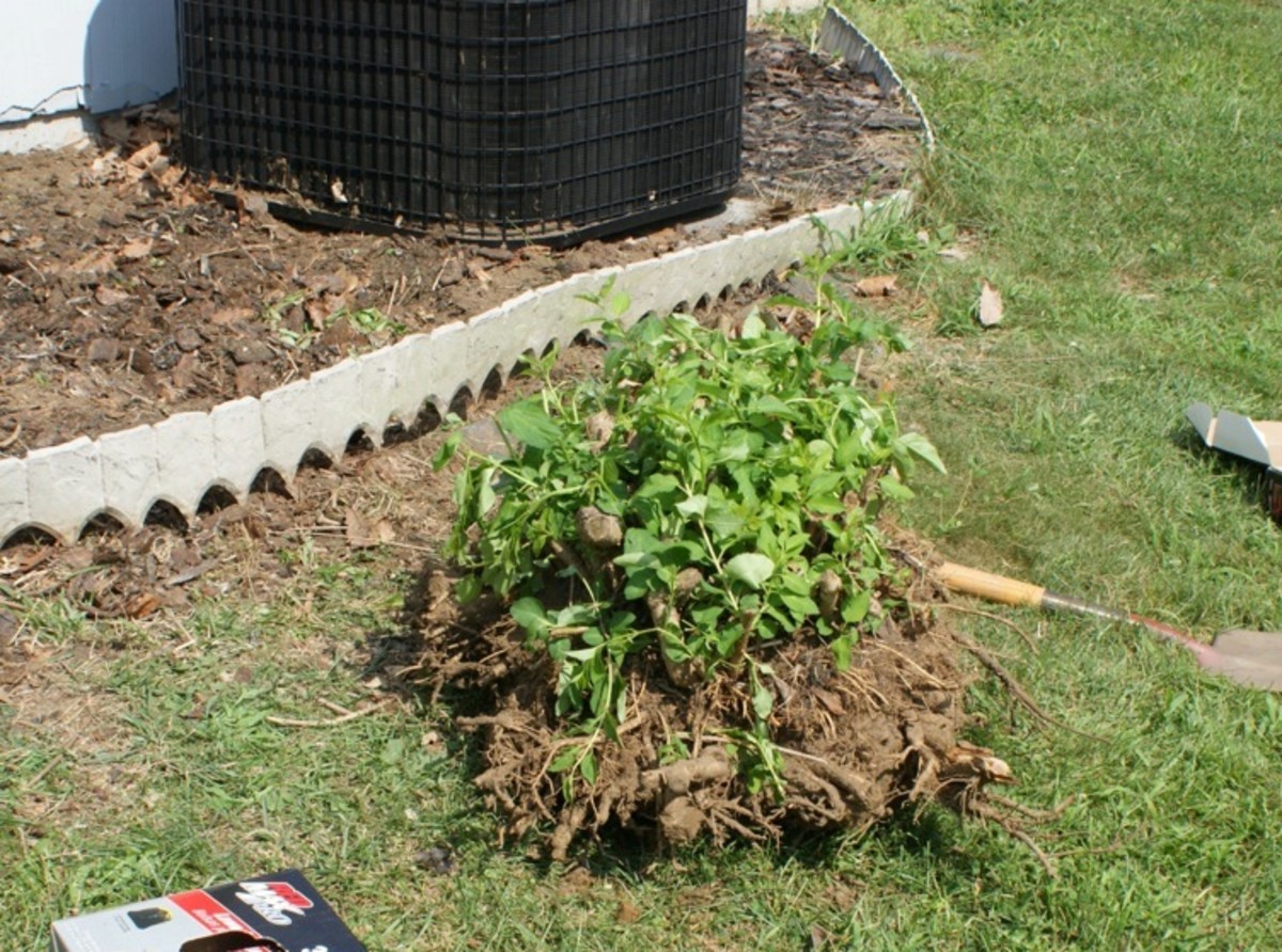 How to Remove a Shrub or Bush From Your Yard - Dengarden