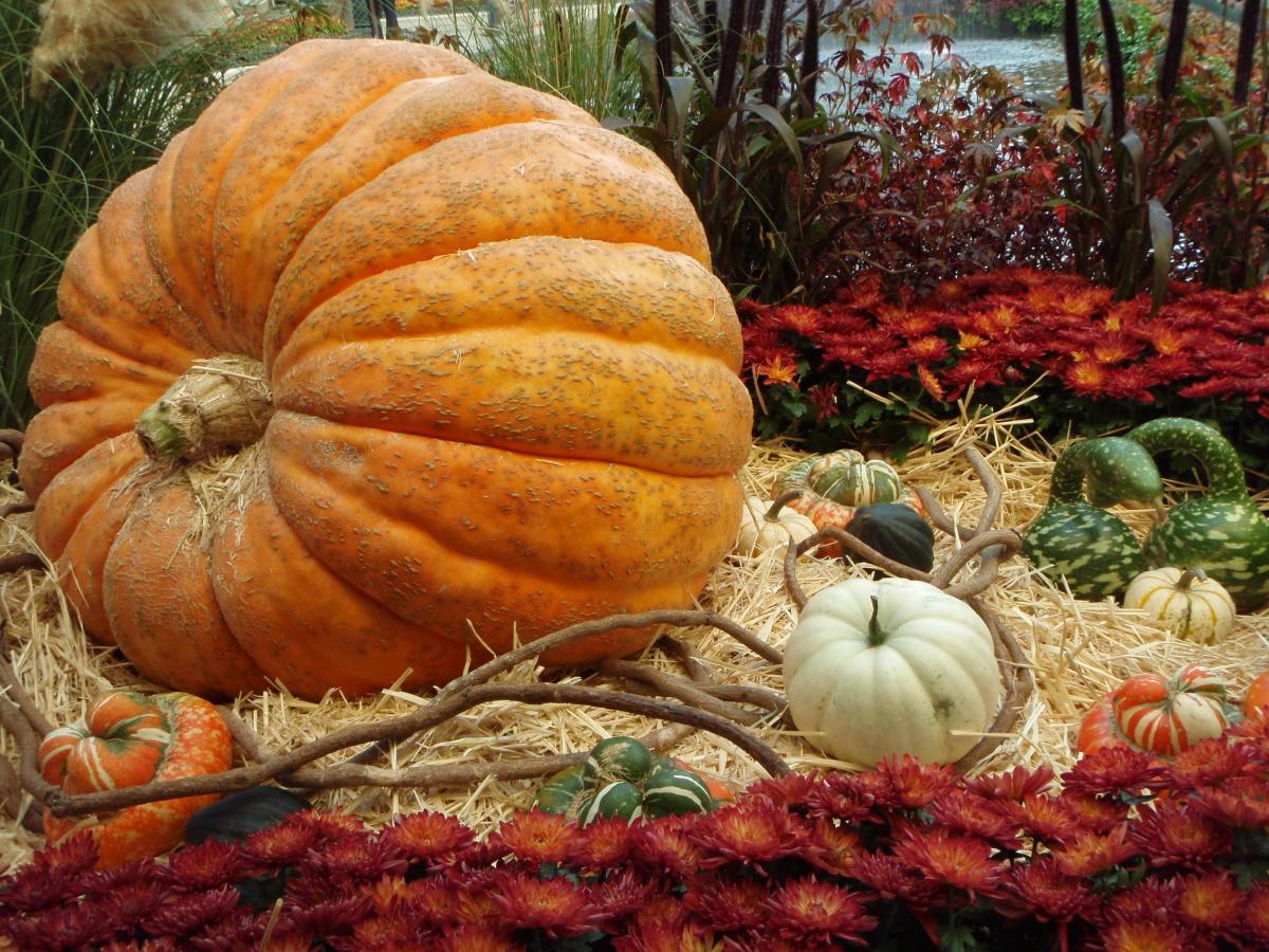 How to Grow Giant Pumpkins - Dengarden