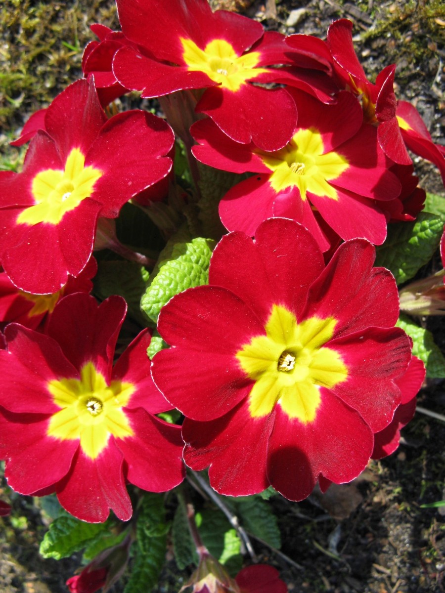 Primulas and Primroses: Facts About Beautiful Spring Flowers - Dengarden