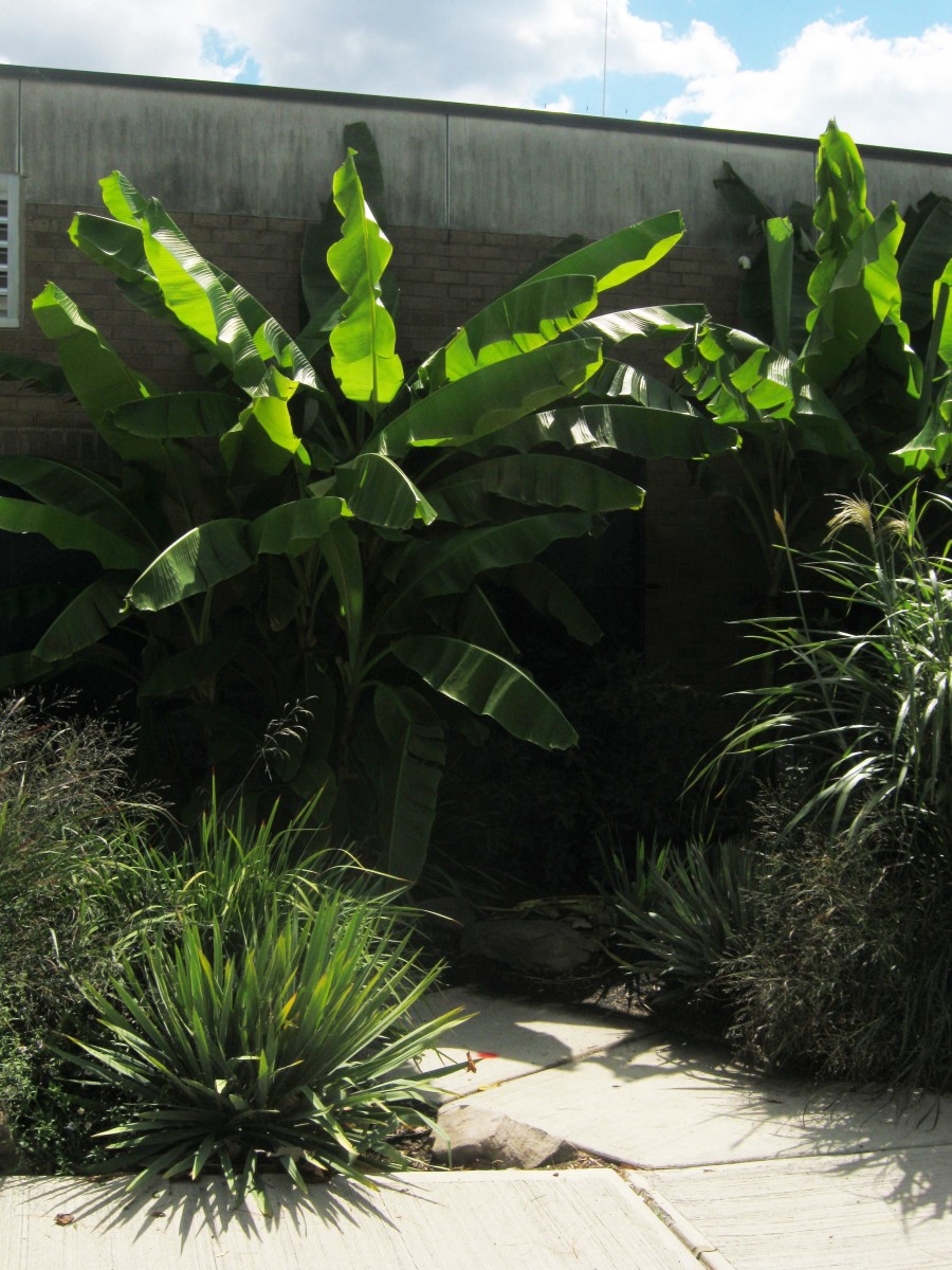 How to Grow Banana Plants in Cool Climates - Dengarden