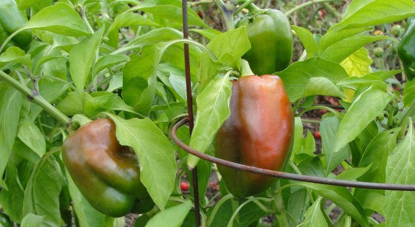 How to Get a Green Bell Pepper to Turn Red - Dengarden