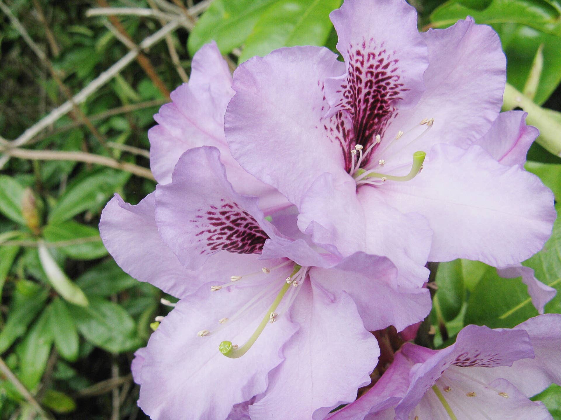 Rhododendron Photos, Plant Facts, and Care Tips - Dengarden