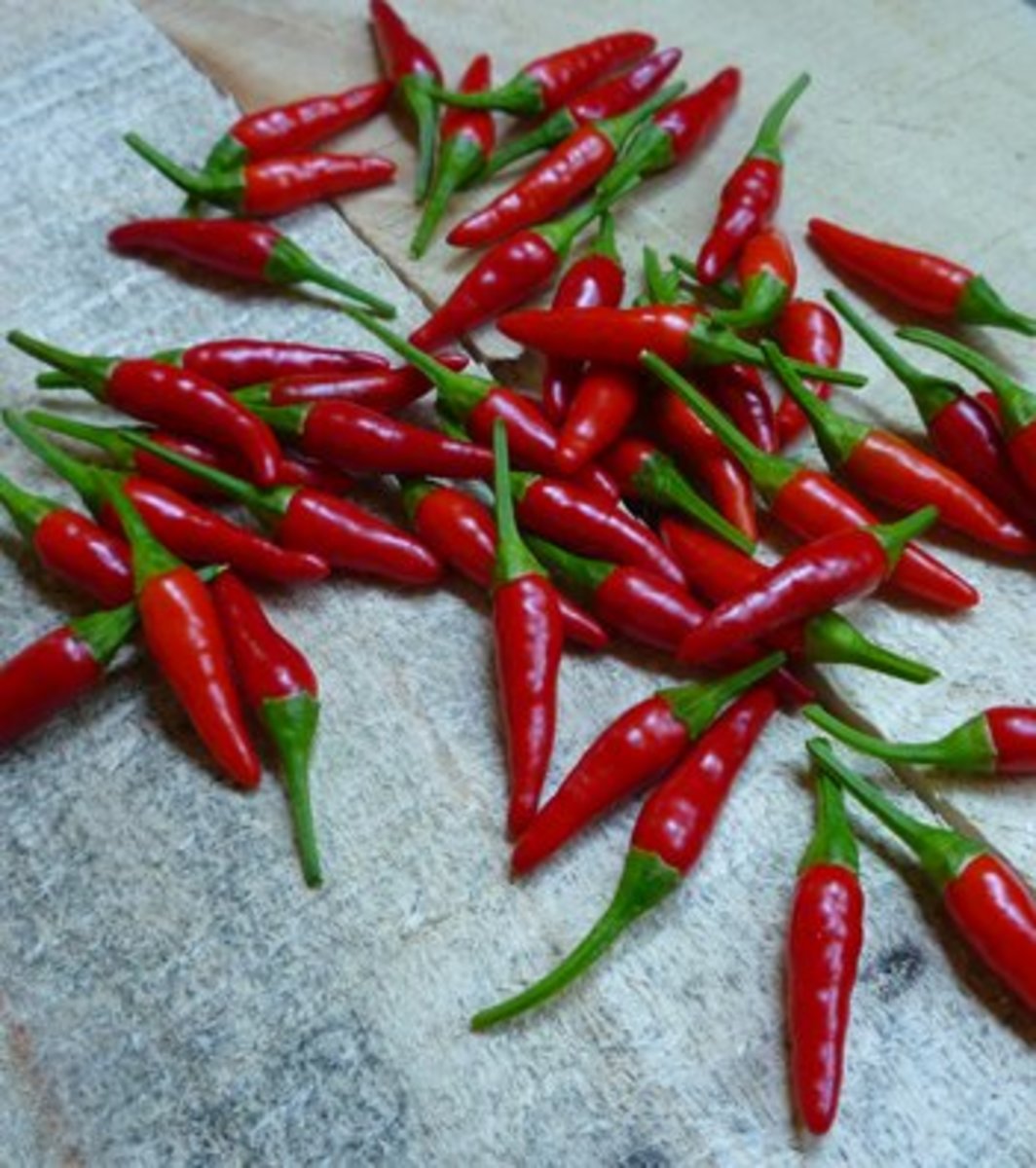 How to Grow Pequin Peppers - Dengarden