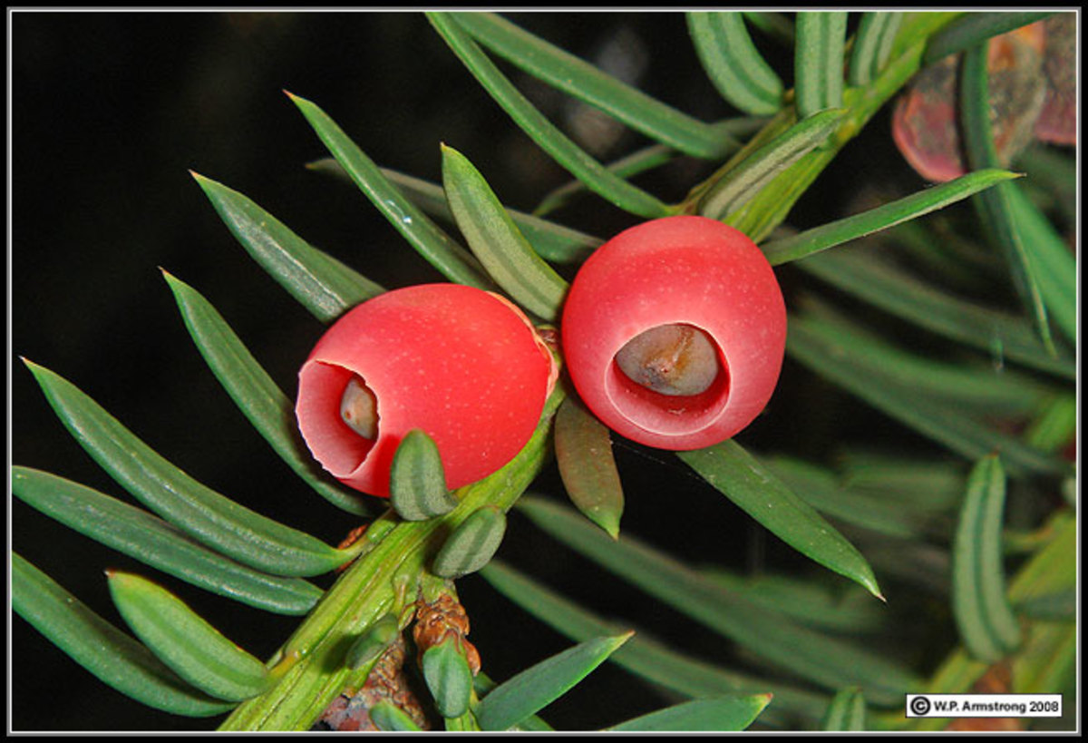 Top 10 Poisonous Plants - Dengarden