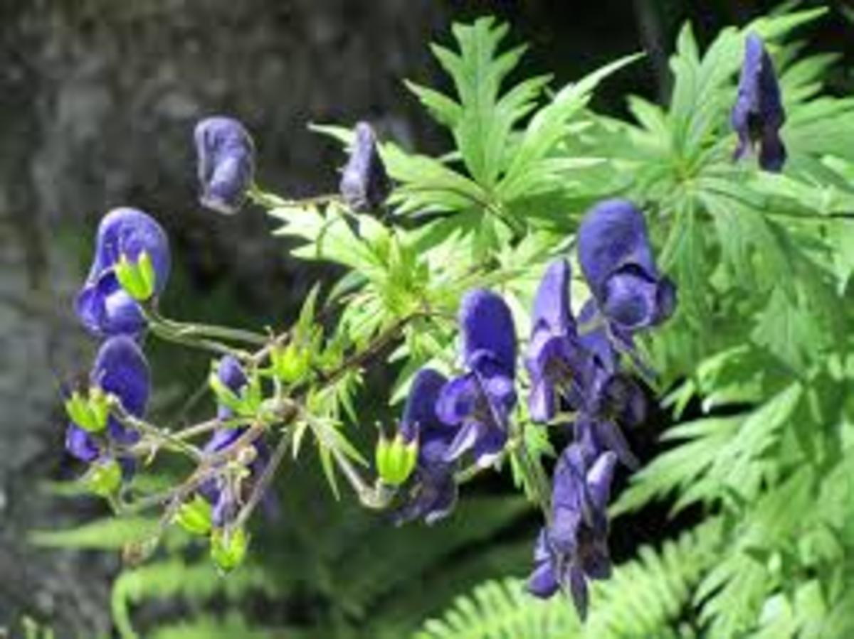 Top 10 Poisonous Plants - Dengarden