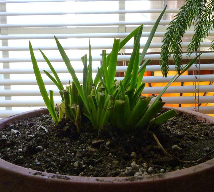 The Basics of Kangaroo Paw Plant Care - Dengarden