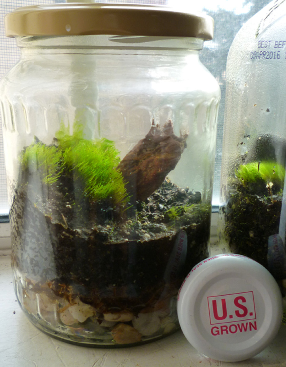 How to Make a Terrarium in a Jar - Dengarden