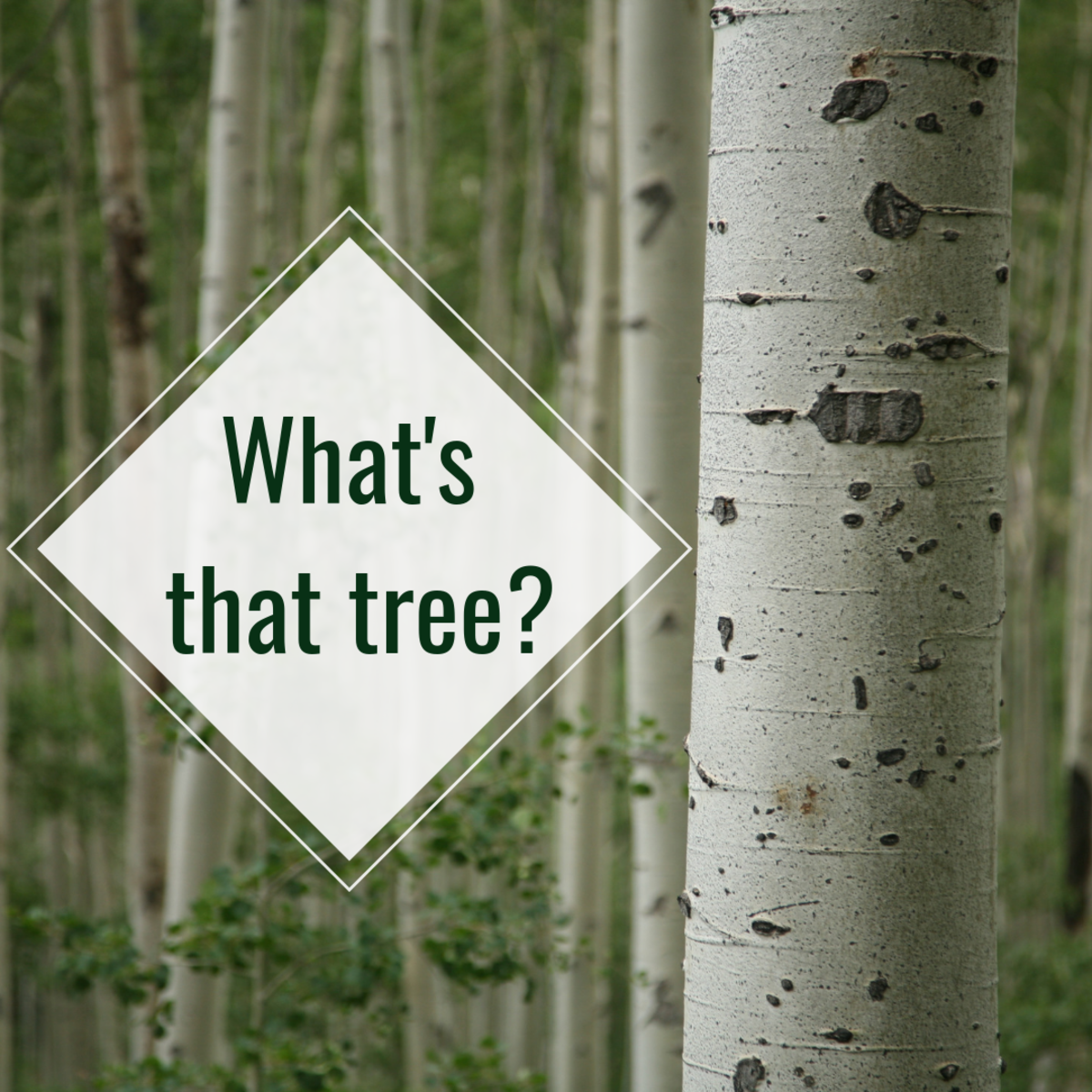 7 Types of Trees With White Bark - Dengarden