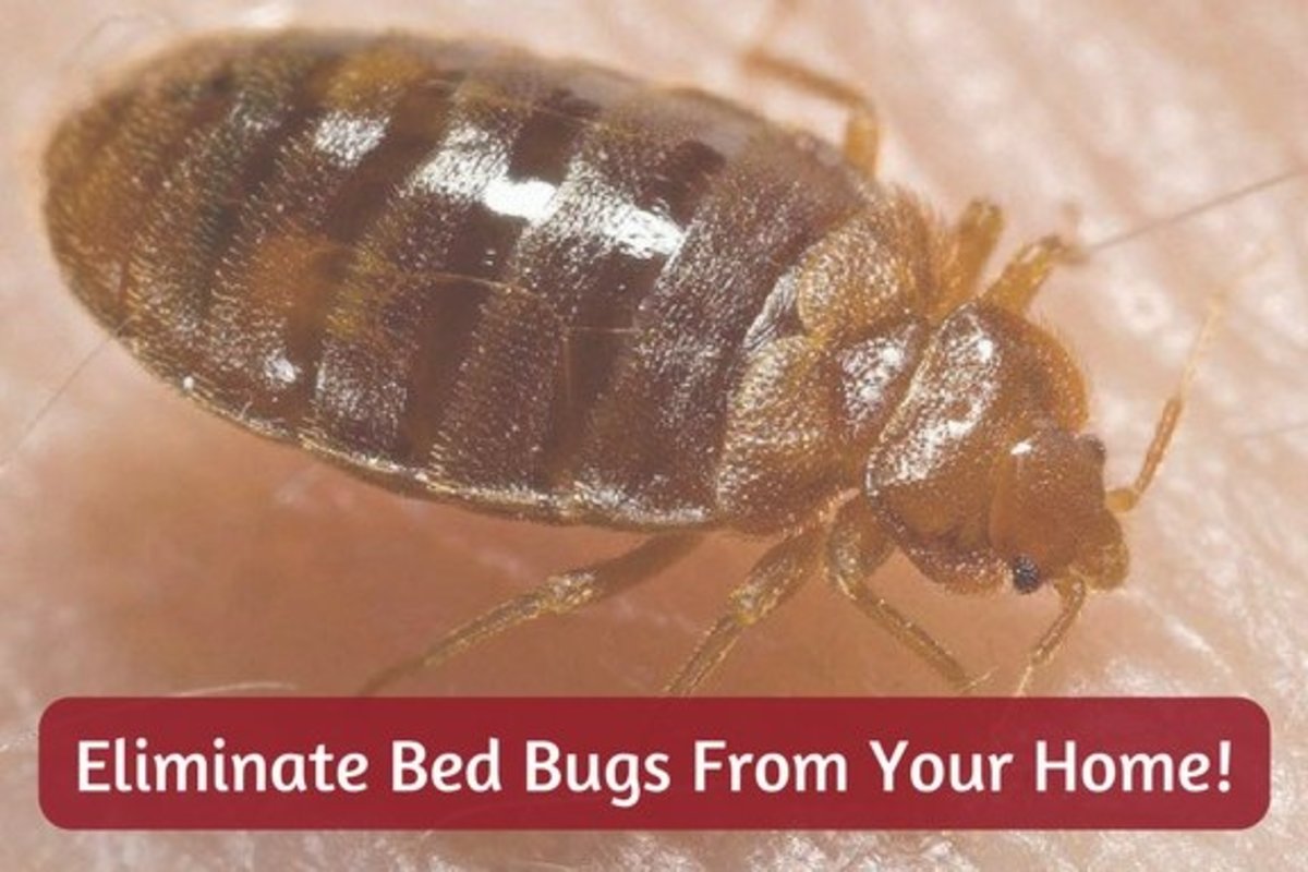 12 Easy DIY Ways to Get Rid of Bed Bugs Quickly: A Killer Guide - Dengarden