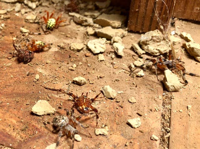 How to Get Rid of Mud Dauber Wasps and Their Nests - Dengarden
