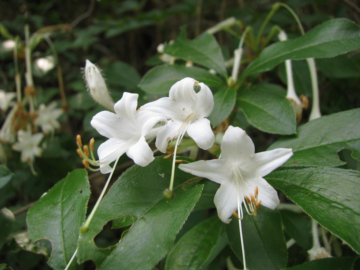 Native Azaleas of Louisiana - Dengarden