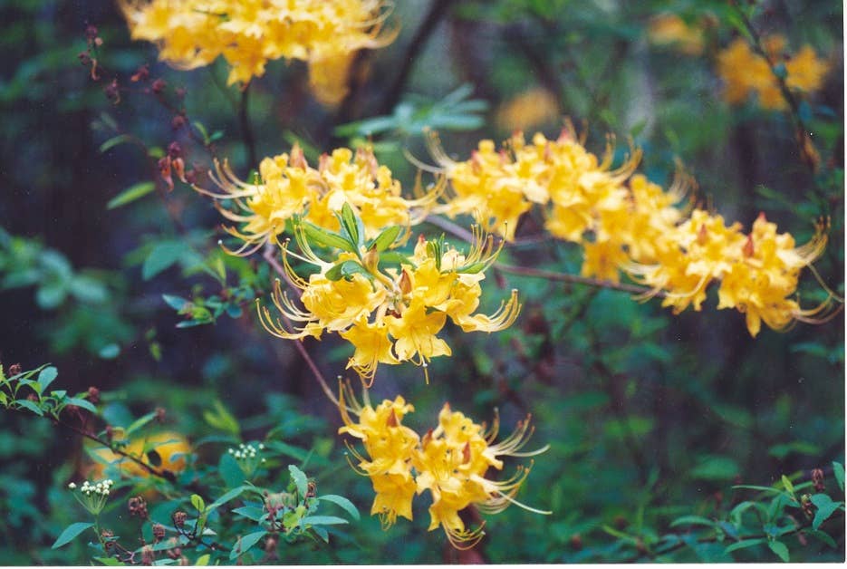 Native Azaleas of Louisiana - Dengarden