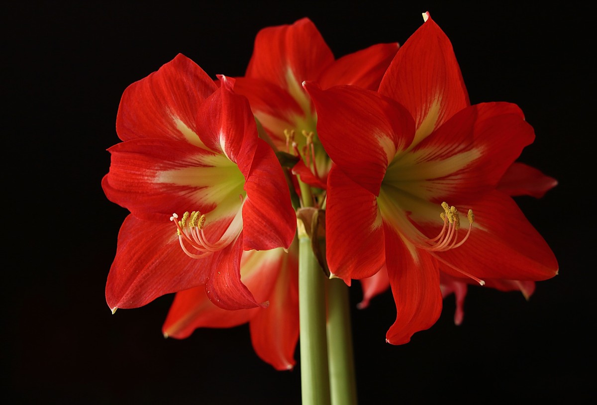 How to Grow Amaryllis From Bulbs - Dengarden