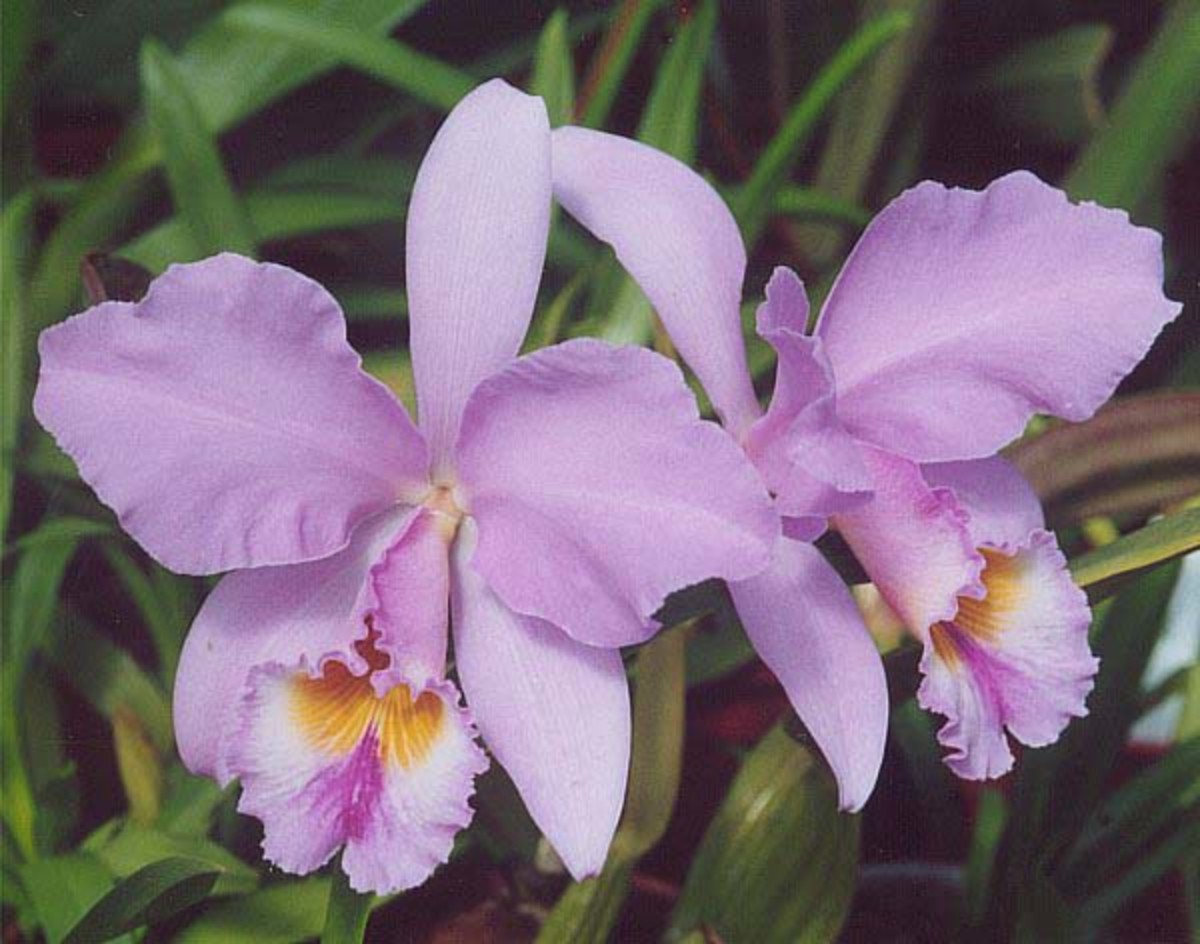 Orchid Care 101: Beginners' Guide to Growing Orchids - Dengarden