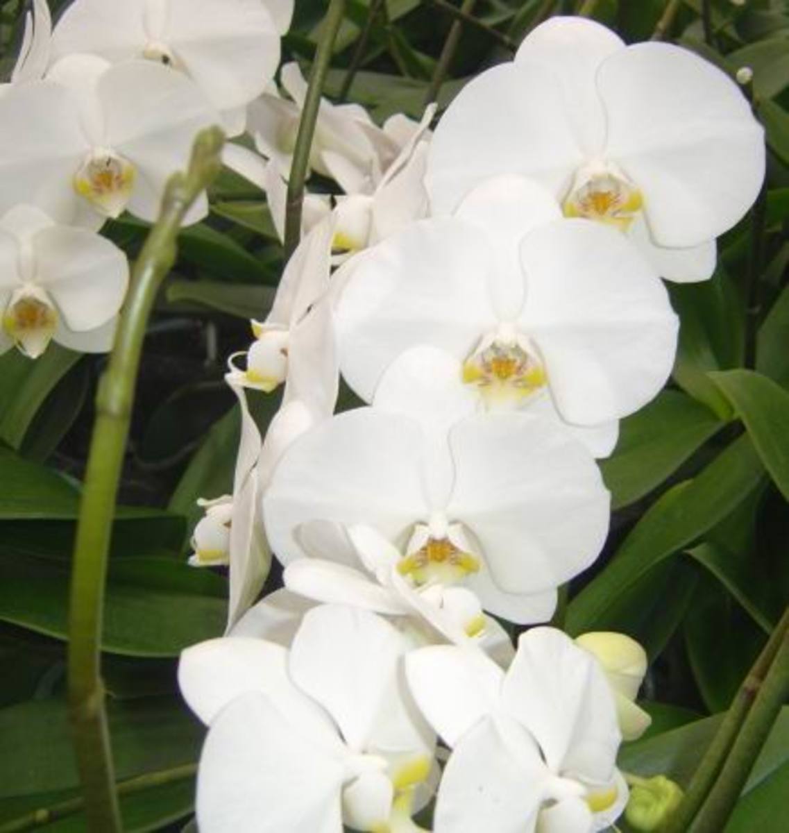 Orchid Care 101: Beginners' Guide to Growing Orchids - Dengarden