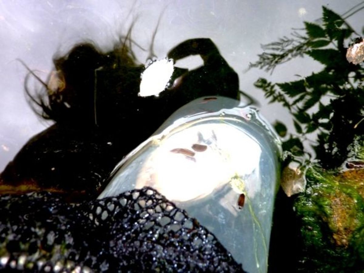 How to Remove Leeches From Your Pond Without Chemicals - Dengarden