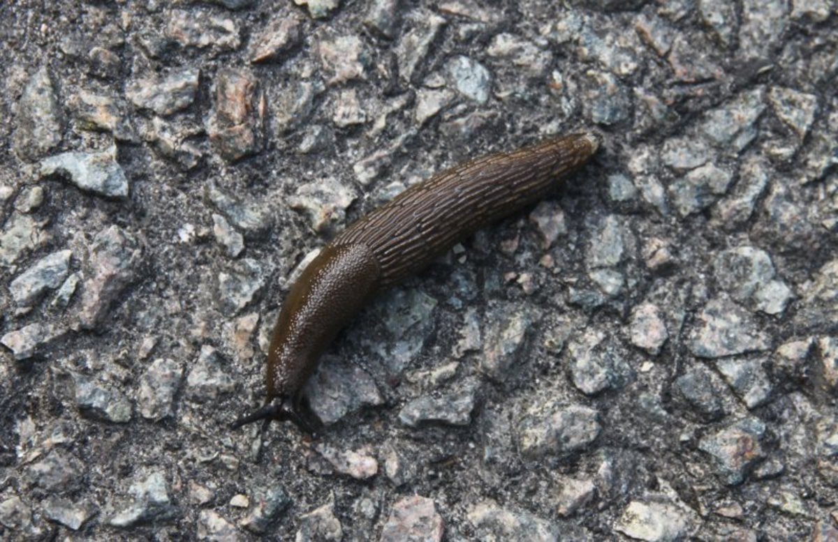 6 Ways to Get Rid of Slugs in Your House - Dengarden