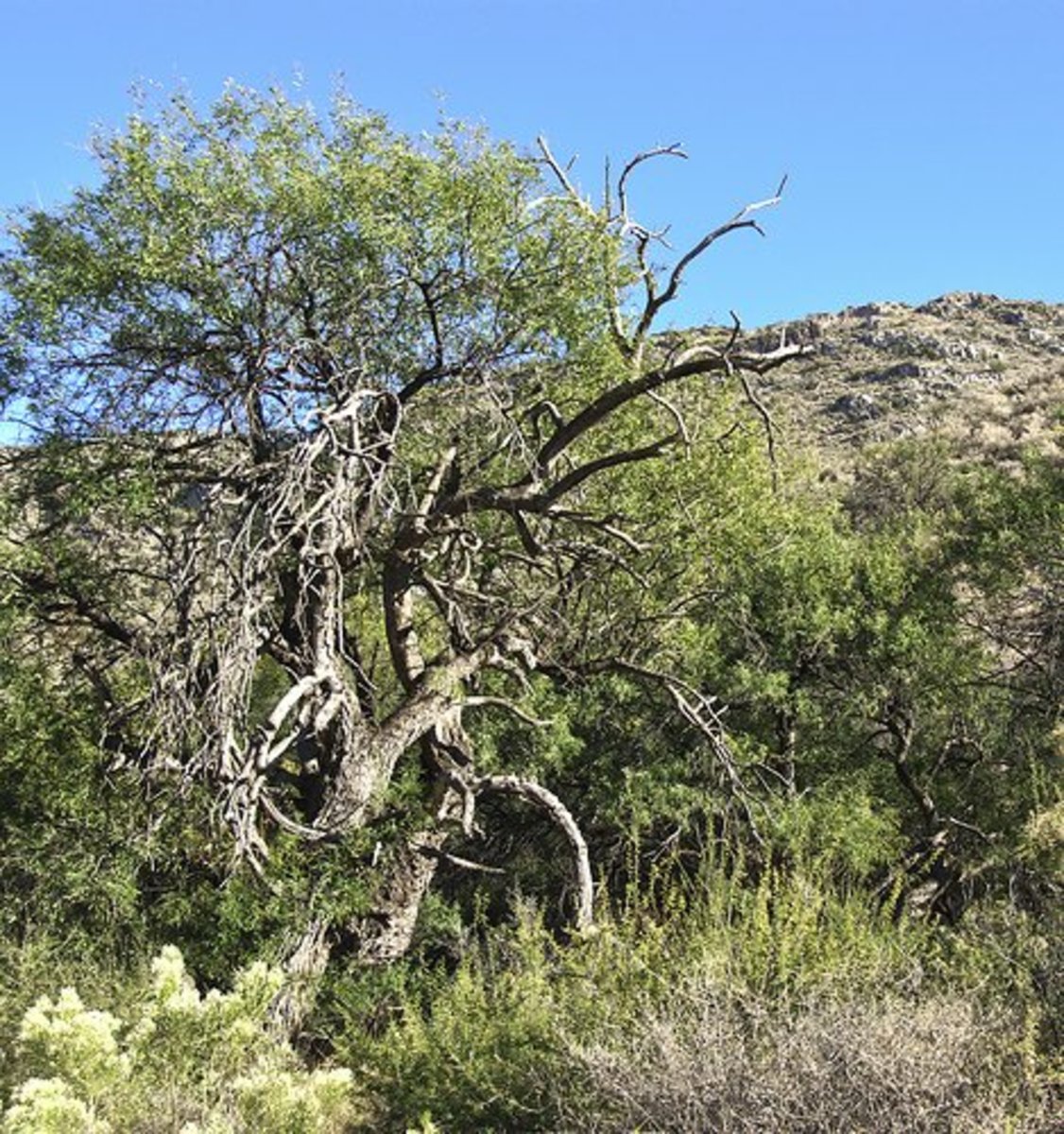 All About Mesquite or Devil Trees - Dengarden